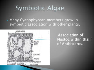 General characteristics of algae | PPTX