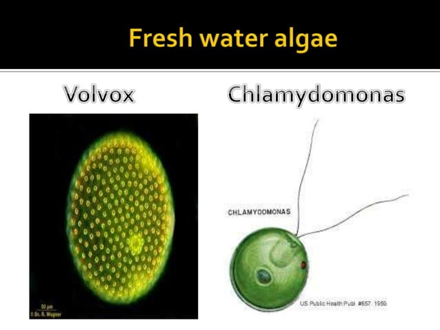 General characteristics of algae | PPTX