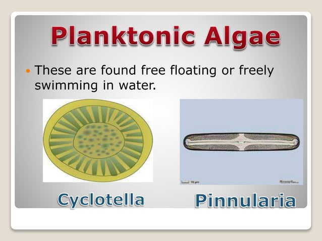 General characteristics of algae | PPT