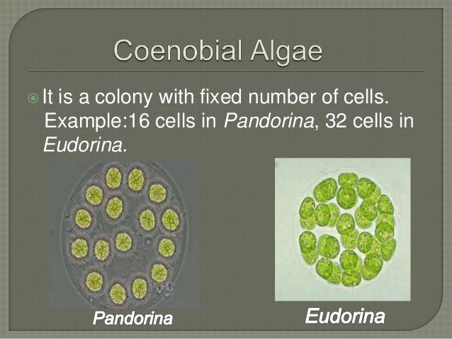 Algae Characteristic Features Classification Structure General