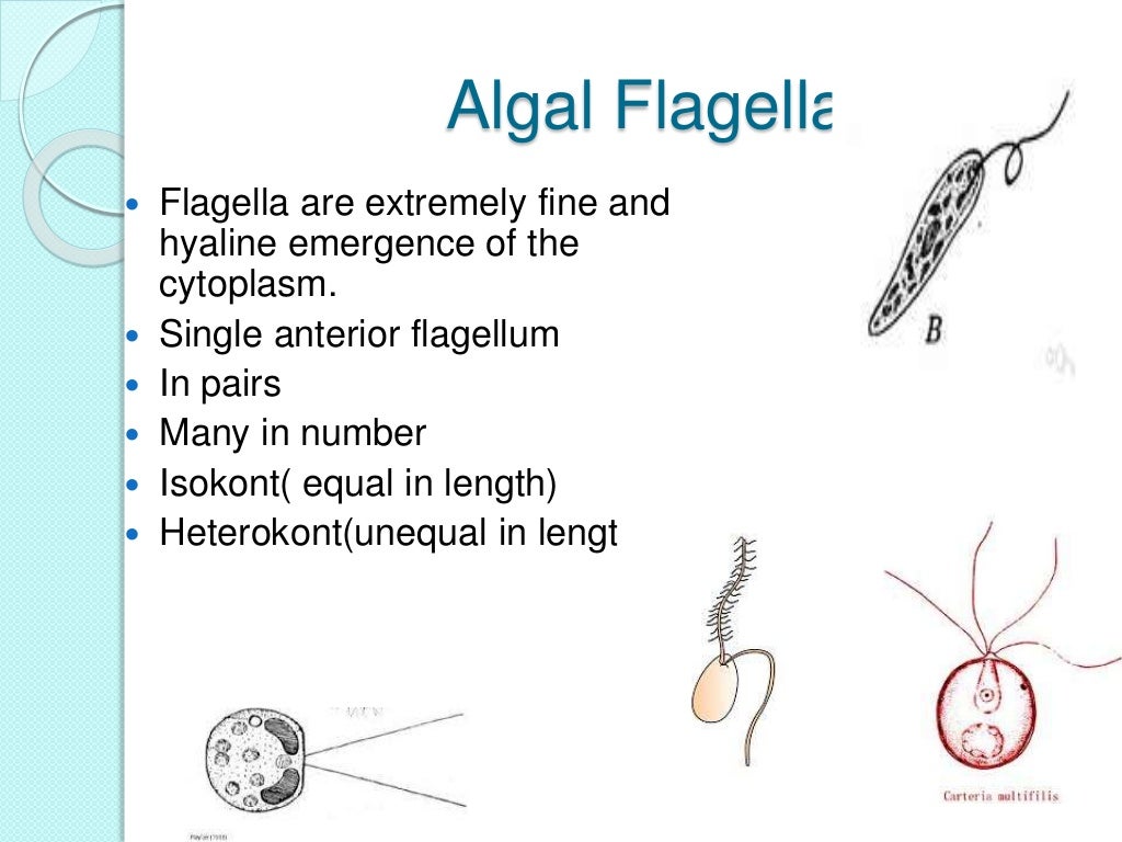 Algae General Characters And Classification