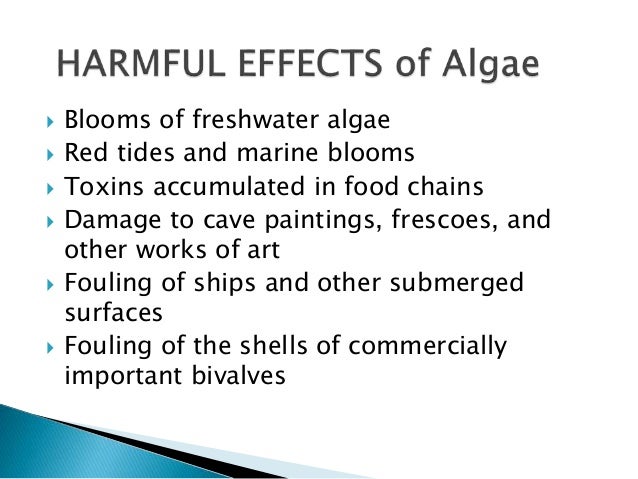 Algae General Characters And Classification