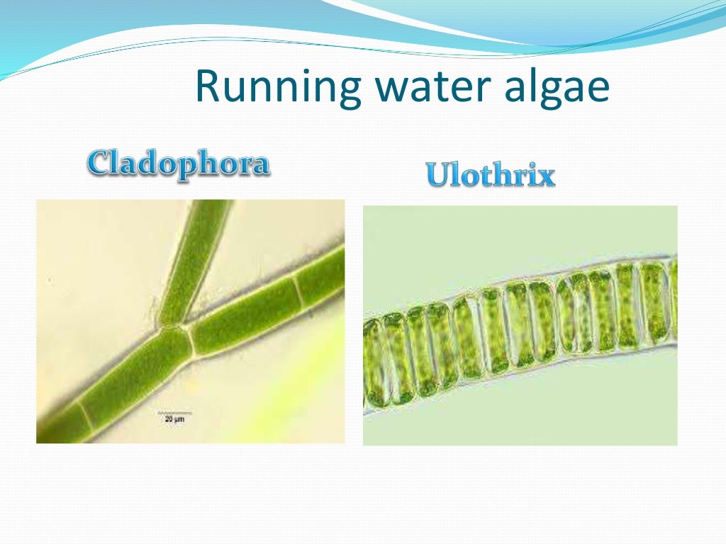 General characteristics of algae