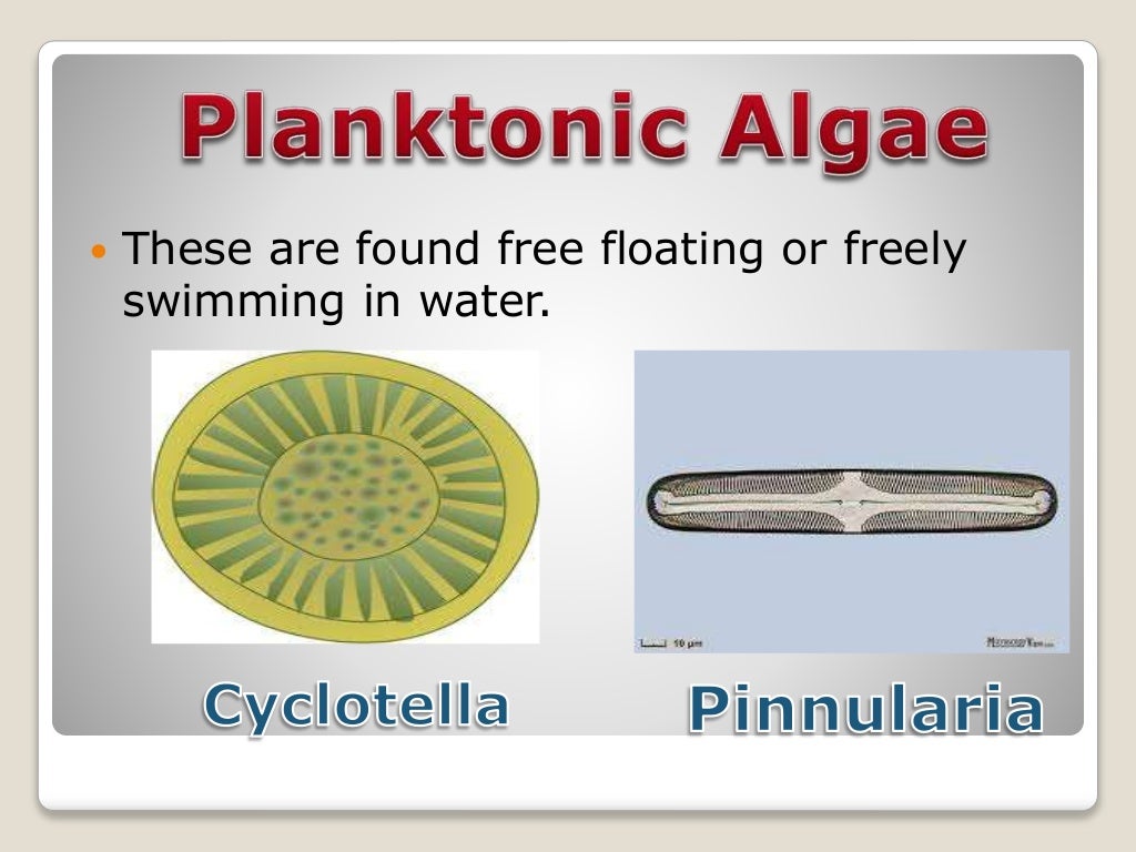 Algae General Characters And Classification