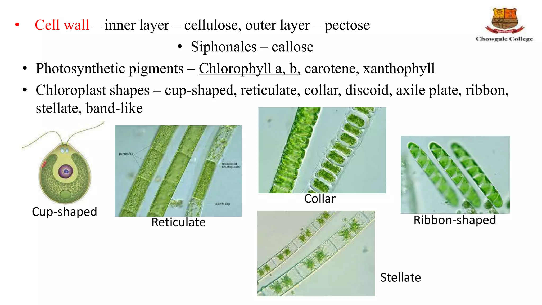 General characteristics of algae | PPTX
