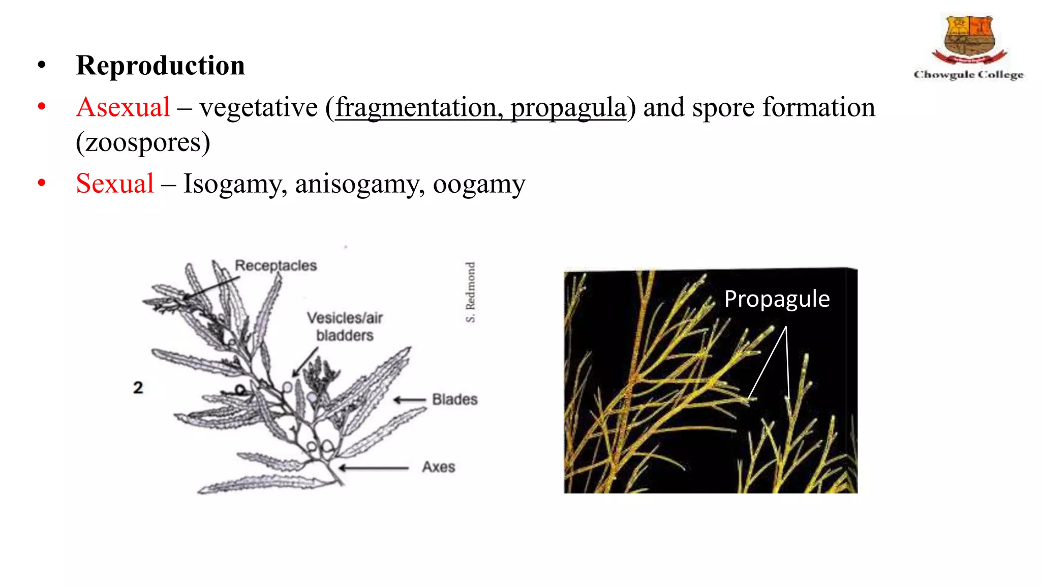 General characteristics of algae | PPTX