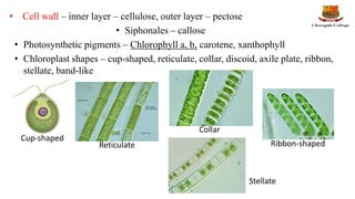 General characteristics of algae | PPTX