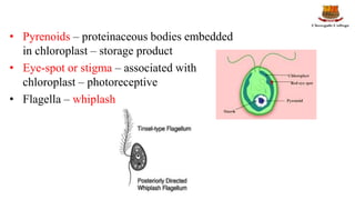 General characteristics of algae | PPTX