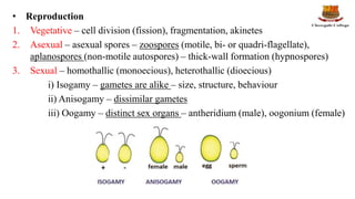 General characteristics of algae | PPTX