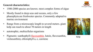 General characteristics of algae | PPTX