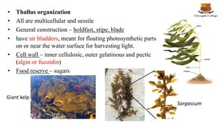 General characteristics of algae | PPTX