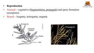 General characteristics of algae | PPTX