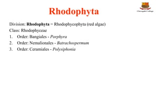 General characteristics of algae | PPTX