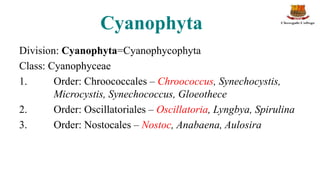 General characteristics of algae | PPTX