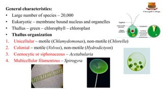 General characteristics of algae | PPTX