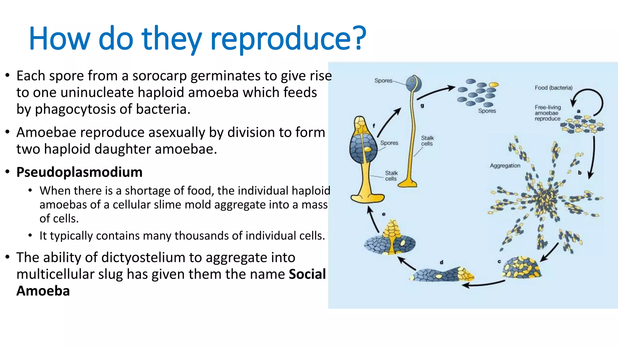 General characteristics of dictyostelium and allomyces | PPTX ...