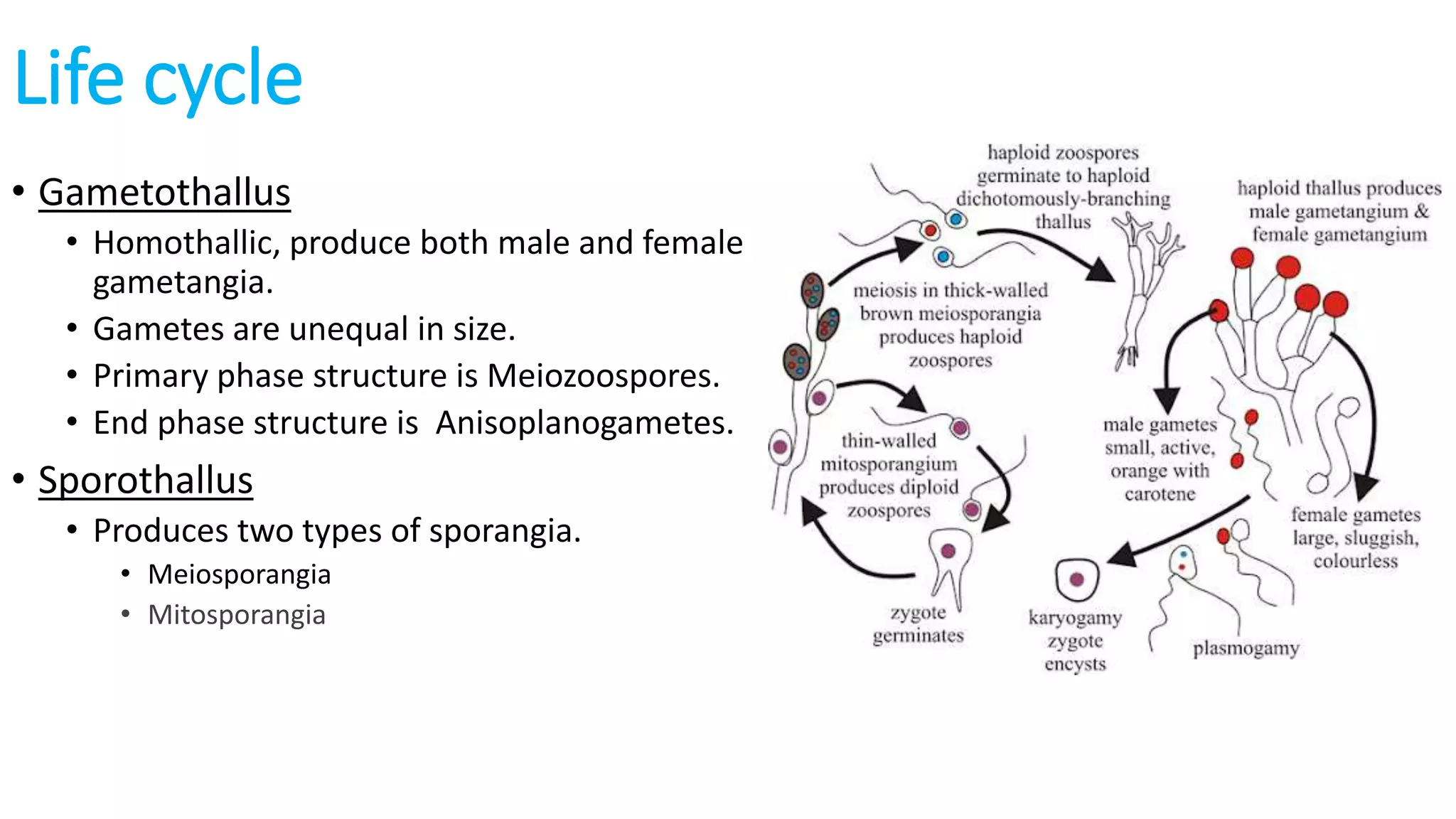 General characteristics of dictyostelium and allomyces | PPTX ...
