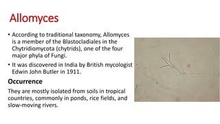 General characteristics of dictyostelium and allomyces | PPTX