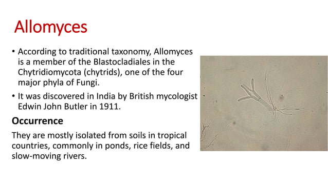 General characteristics of dictyostelium and allomyces | PPTX ...
