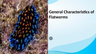General characteristics of flat worms. Flukes (Trematodes). Blood ...