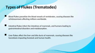 General characteristics of flat worms. Flukes (Trematodes). Blood ...