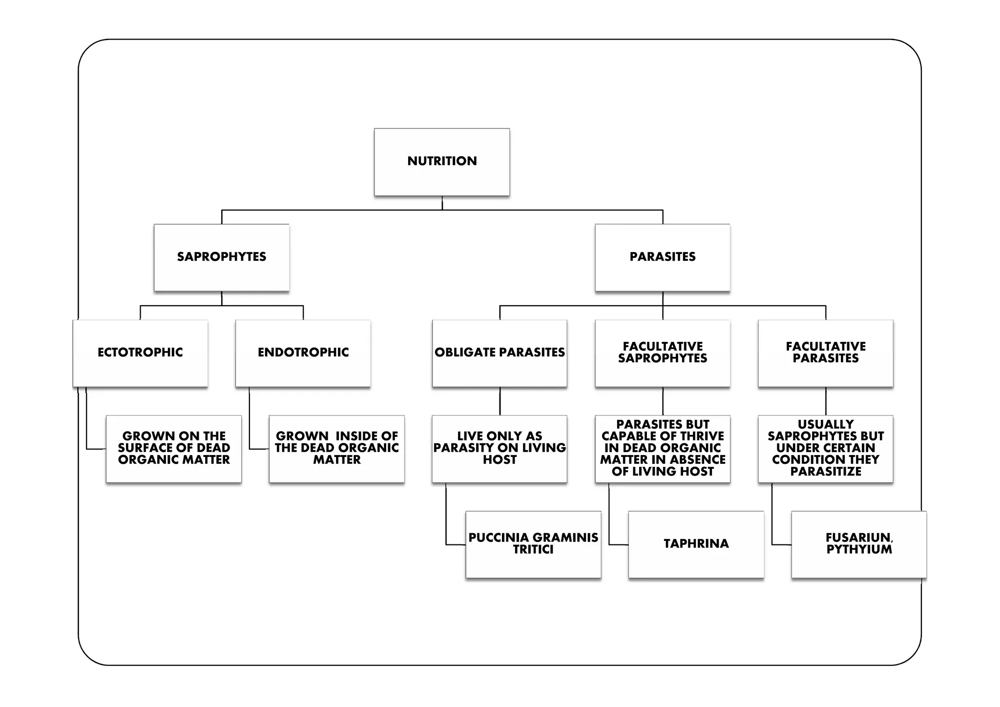 General characteristics of fungi | PDF