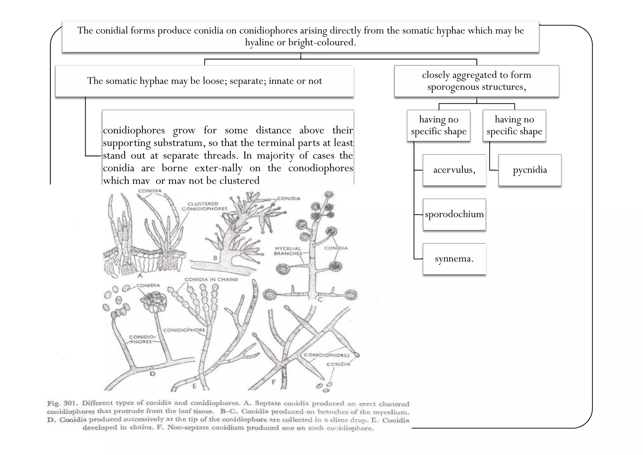 General characteristics of fungi | PDF