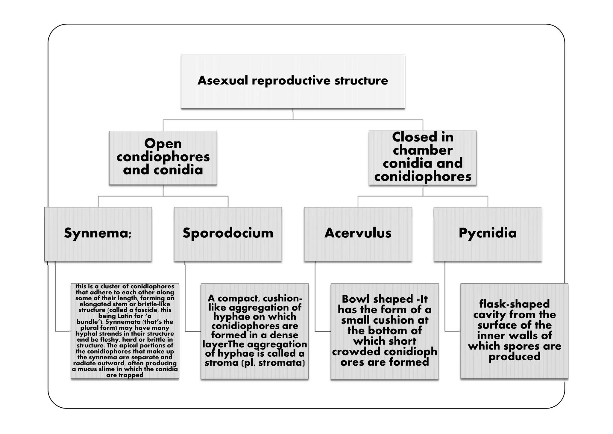 General characteristics of fungi | PDF