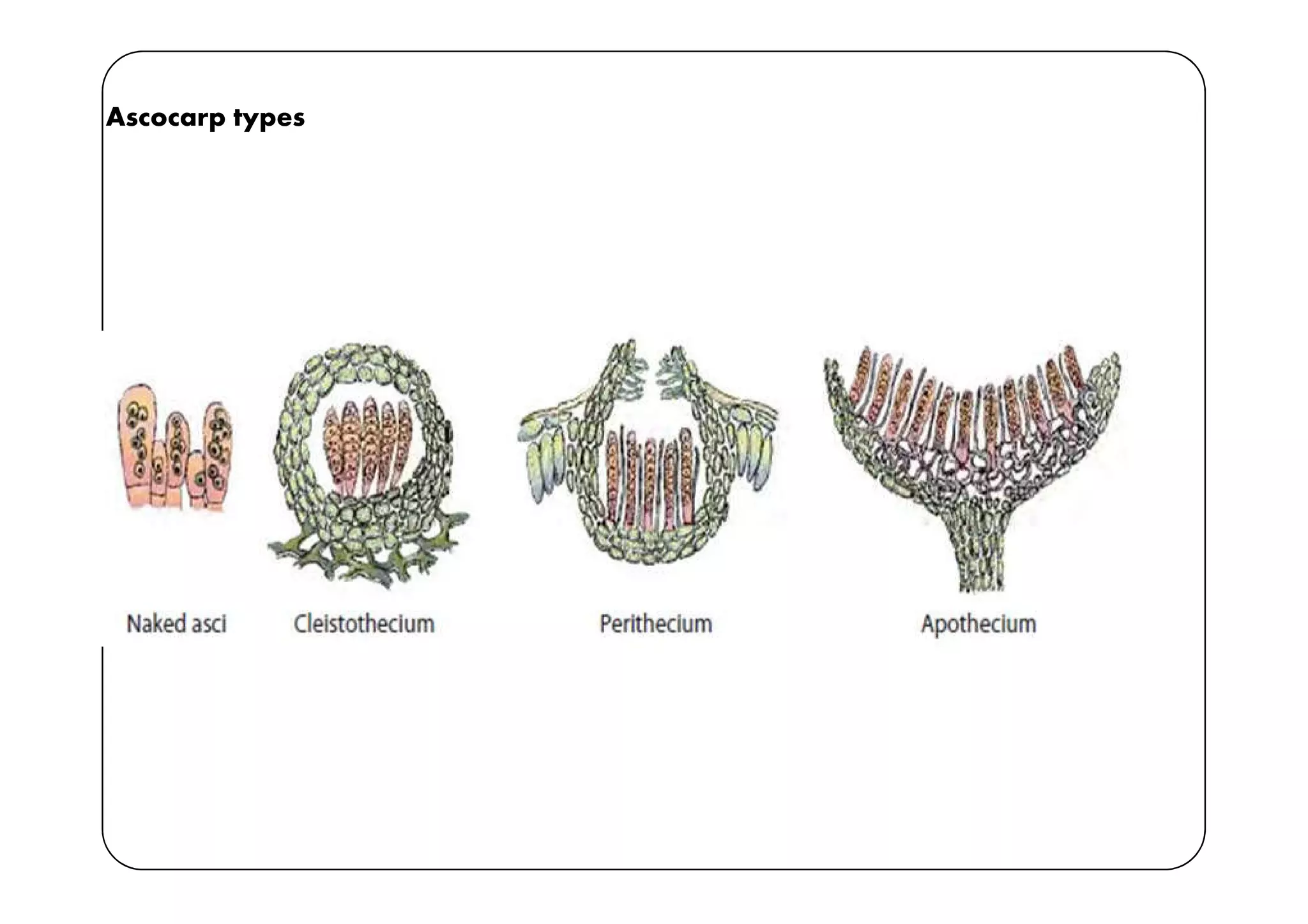 General characteristics of fungi | PDF