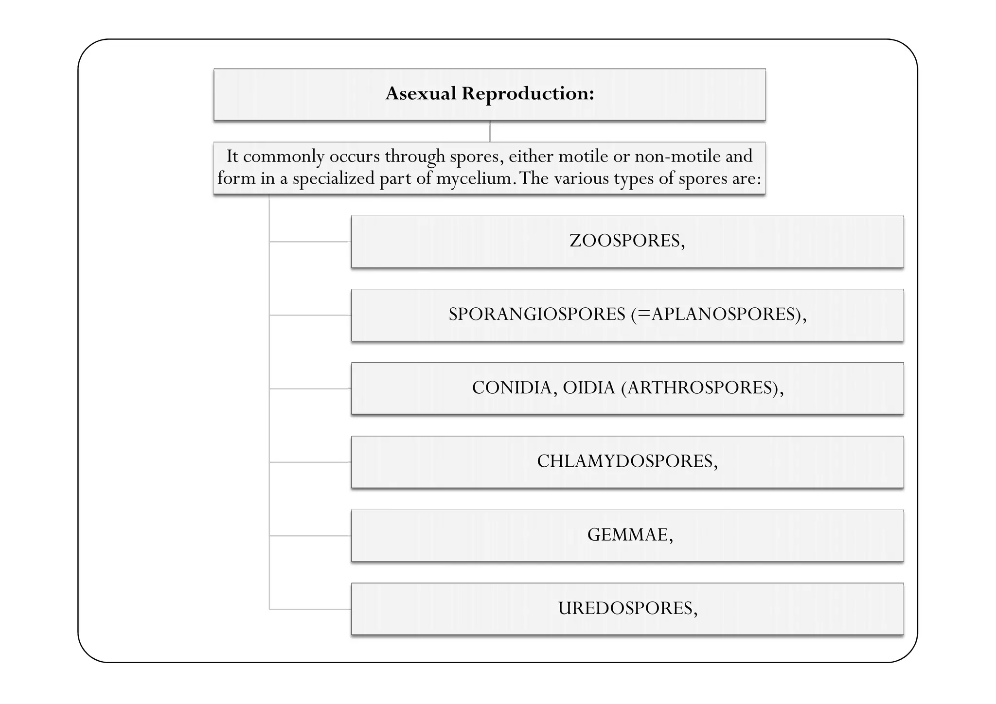 General characteristics of fungi | PDF