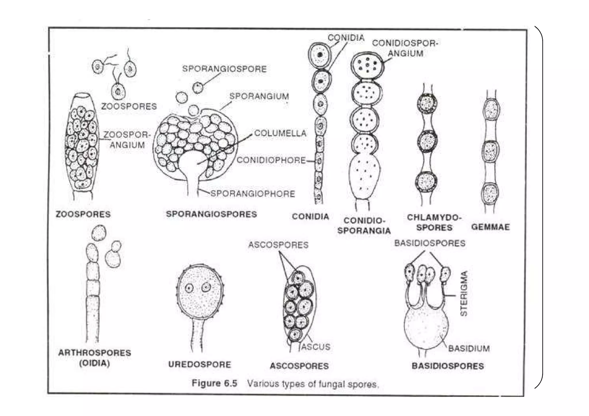 General characteristics of fungi | PDF