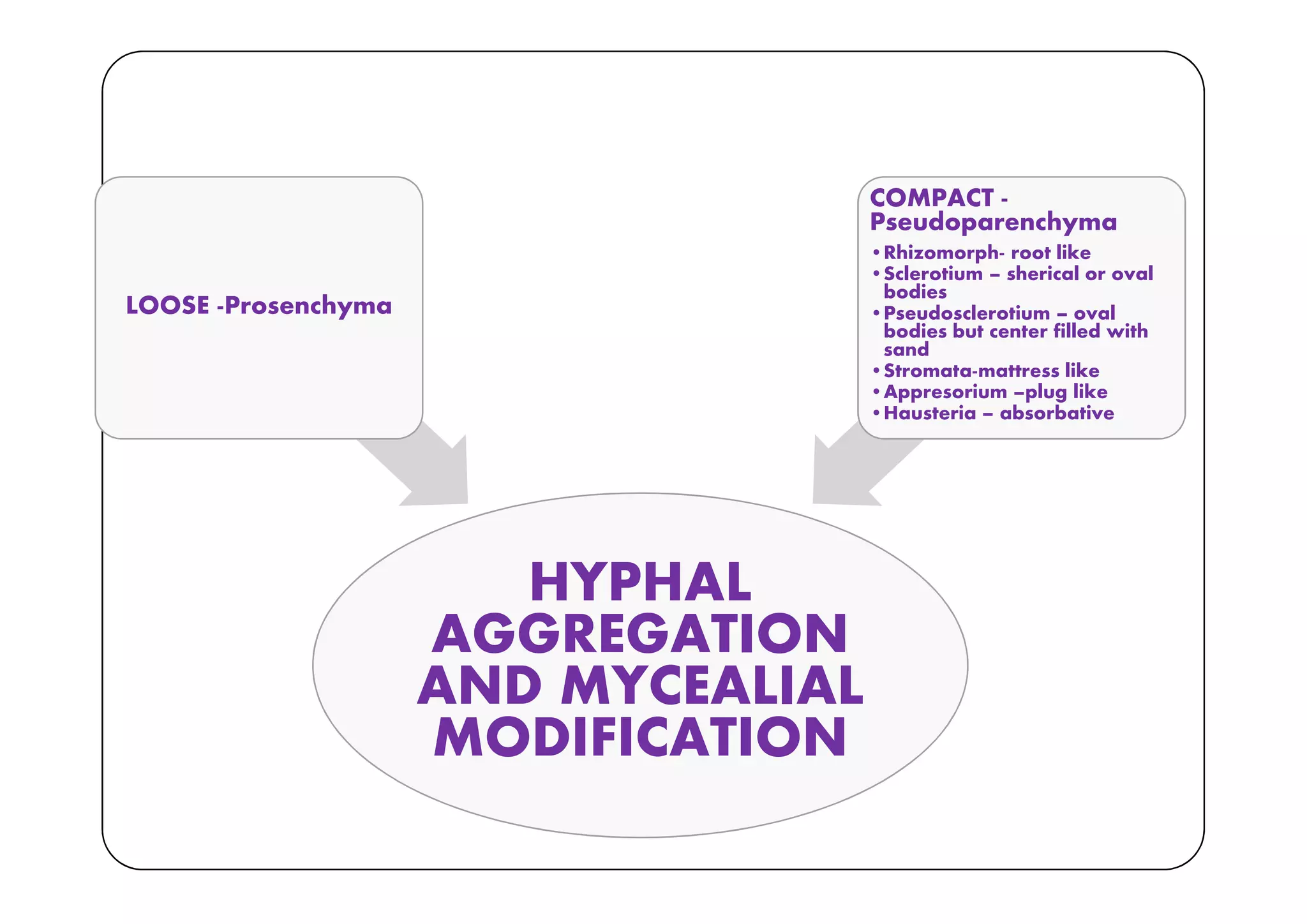 General characteristics of fungi | PDF