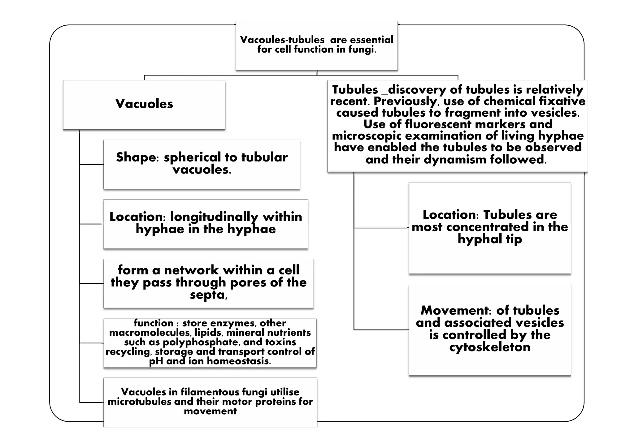 General characteristics of fungi | PDF