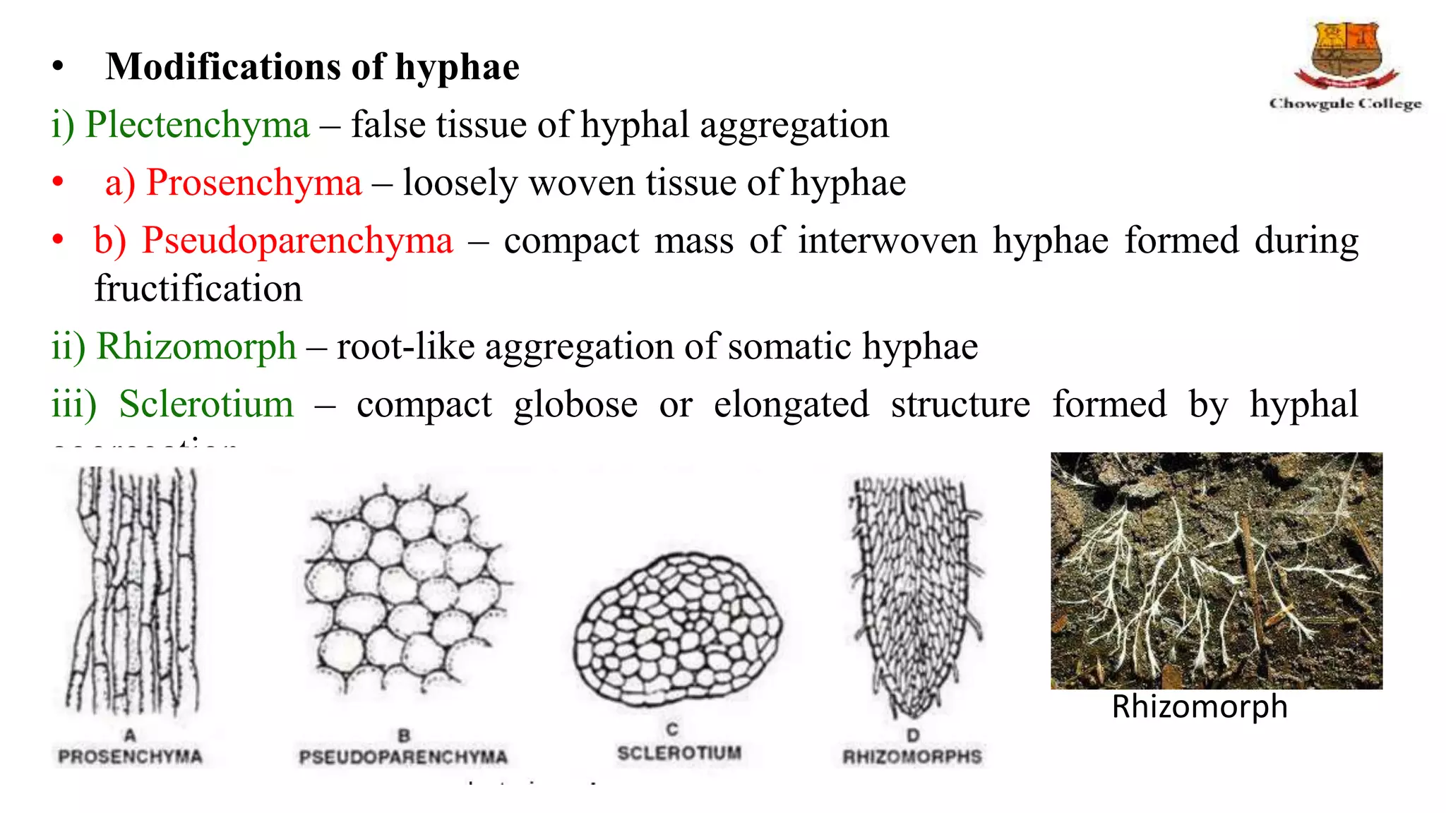 General characteristics of fungi | PPTX