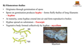 General characteristics of fungi | PPTX