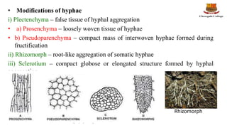 General characteristics of fungi | PPTX