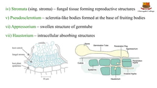 General characteristics of fungi | PPTX