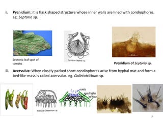 General_characteristics_of_Fungi.pptx