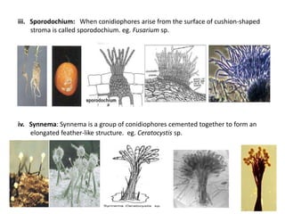 General_characteristics_of_Fungi.pptx