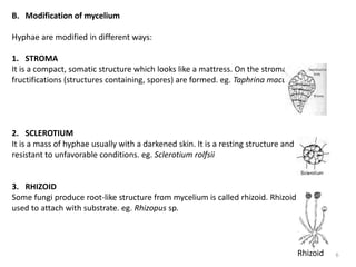 General_characteristics_of_Fungi.pptx