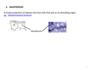 General_characteristics_of_Fungi.pptx