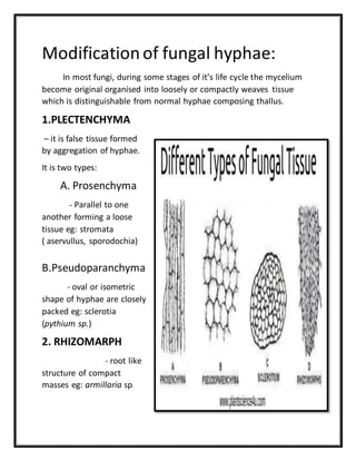 General characteristics of_fungi[1] | DOCX