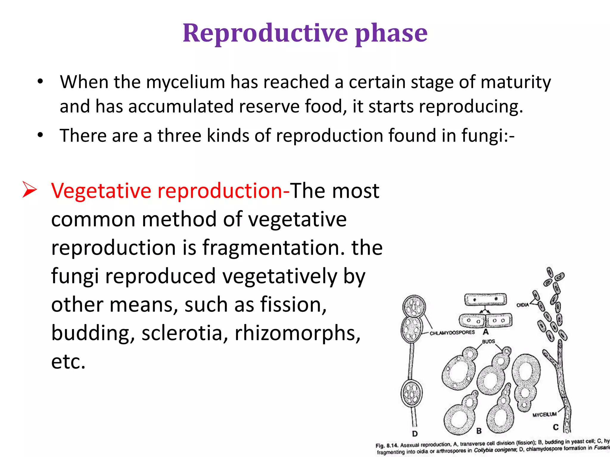 General characteristics of fungi by rk | PDF