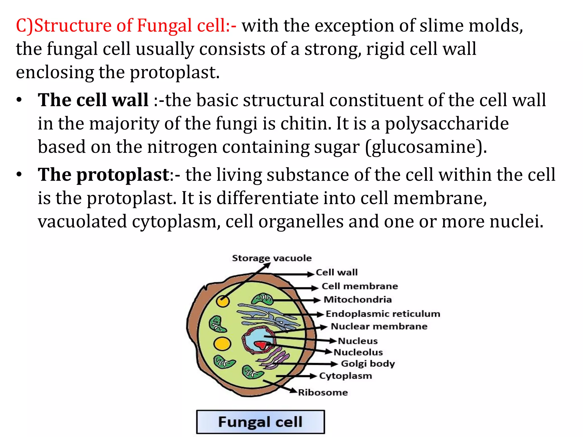 General characteristics of fungi by rk | PDF