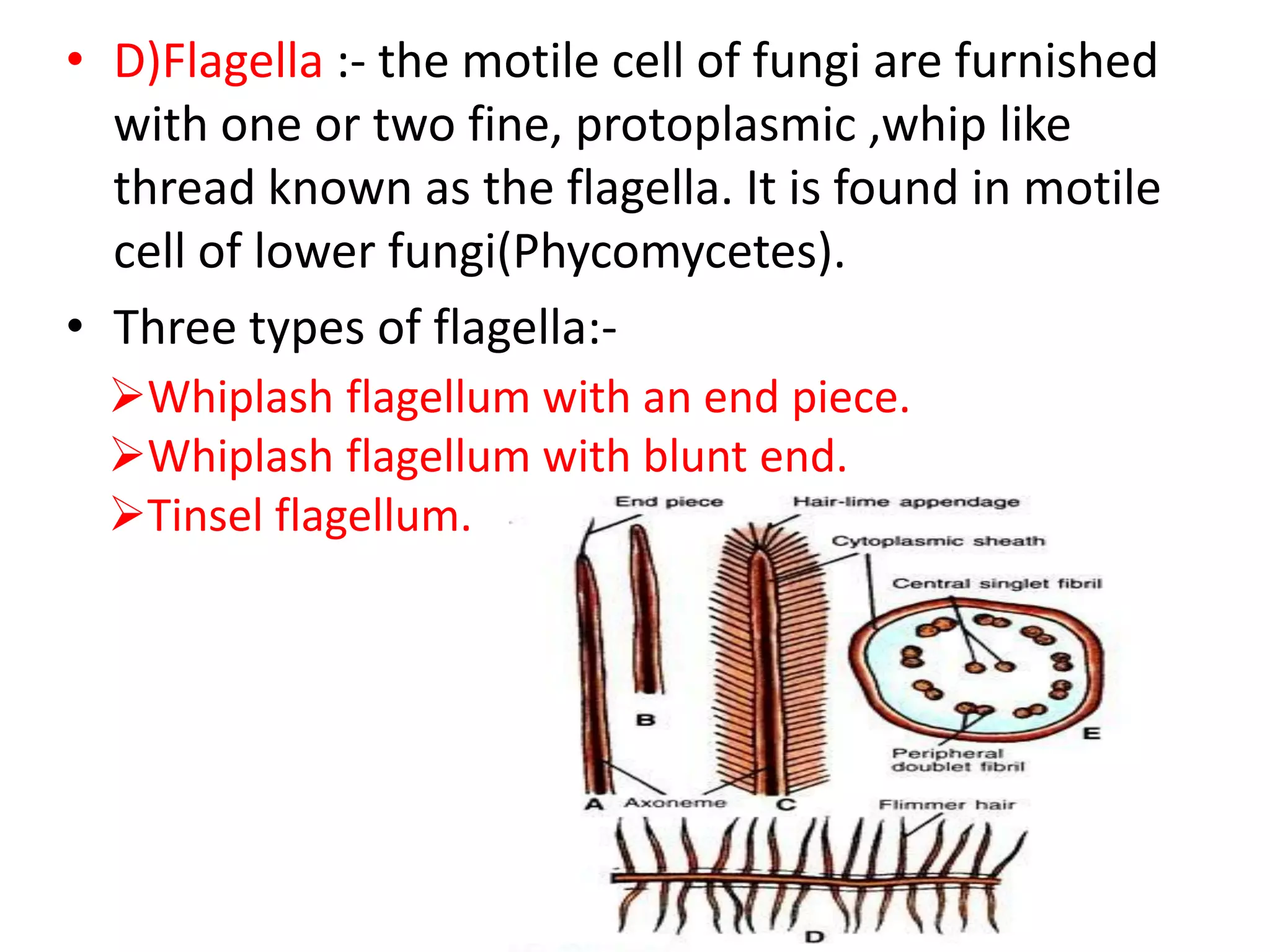 General characteristics of fungi by rk | PDF