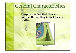 General characteristics of invertebrates | PDF