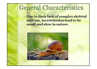 General characteristics of invertebrates | PDF