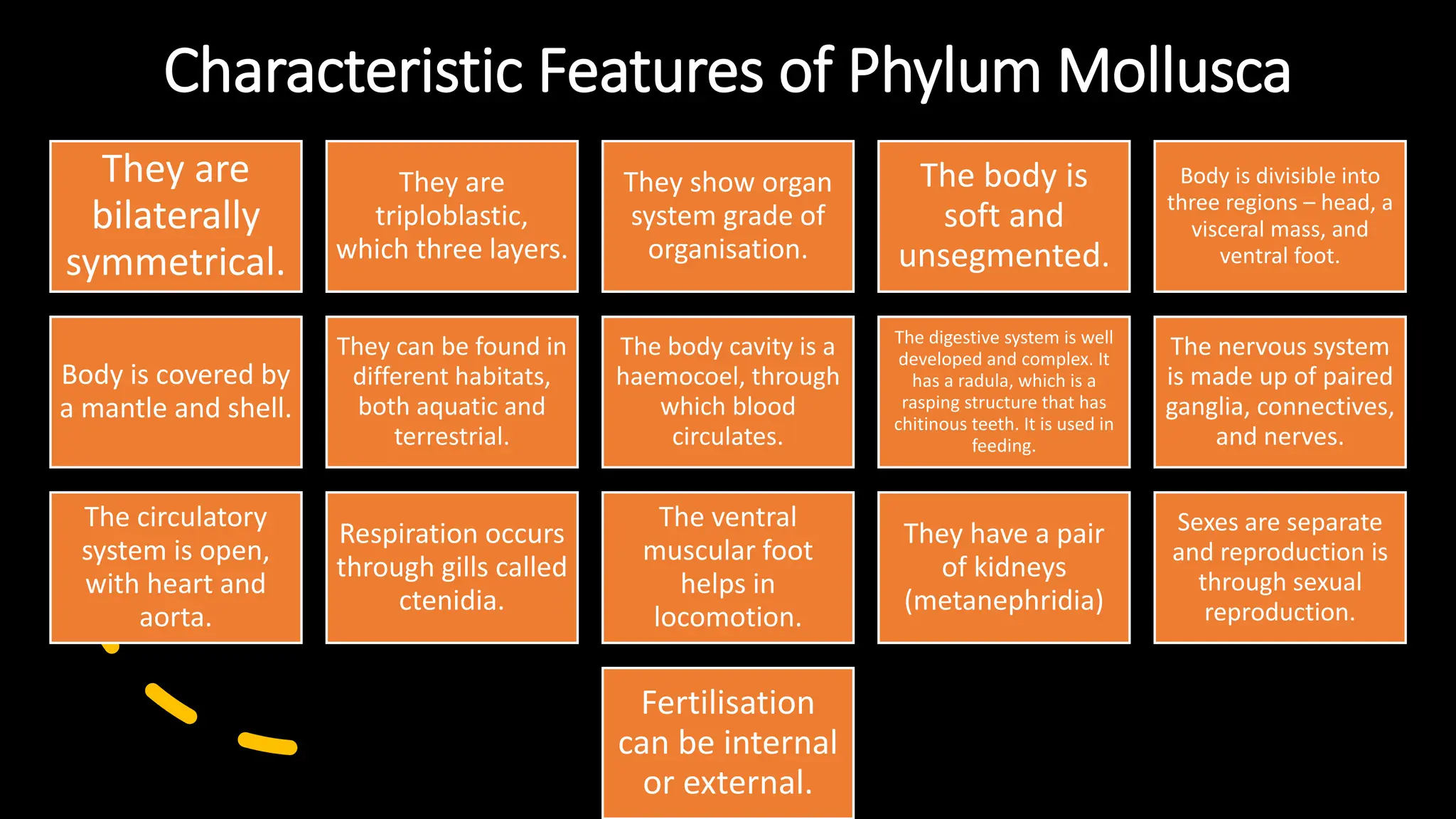 Major phylum in Animal Kingdom.pptx