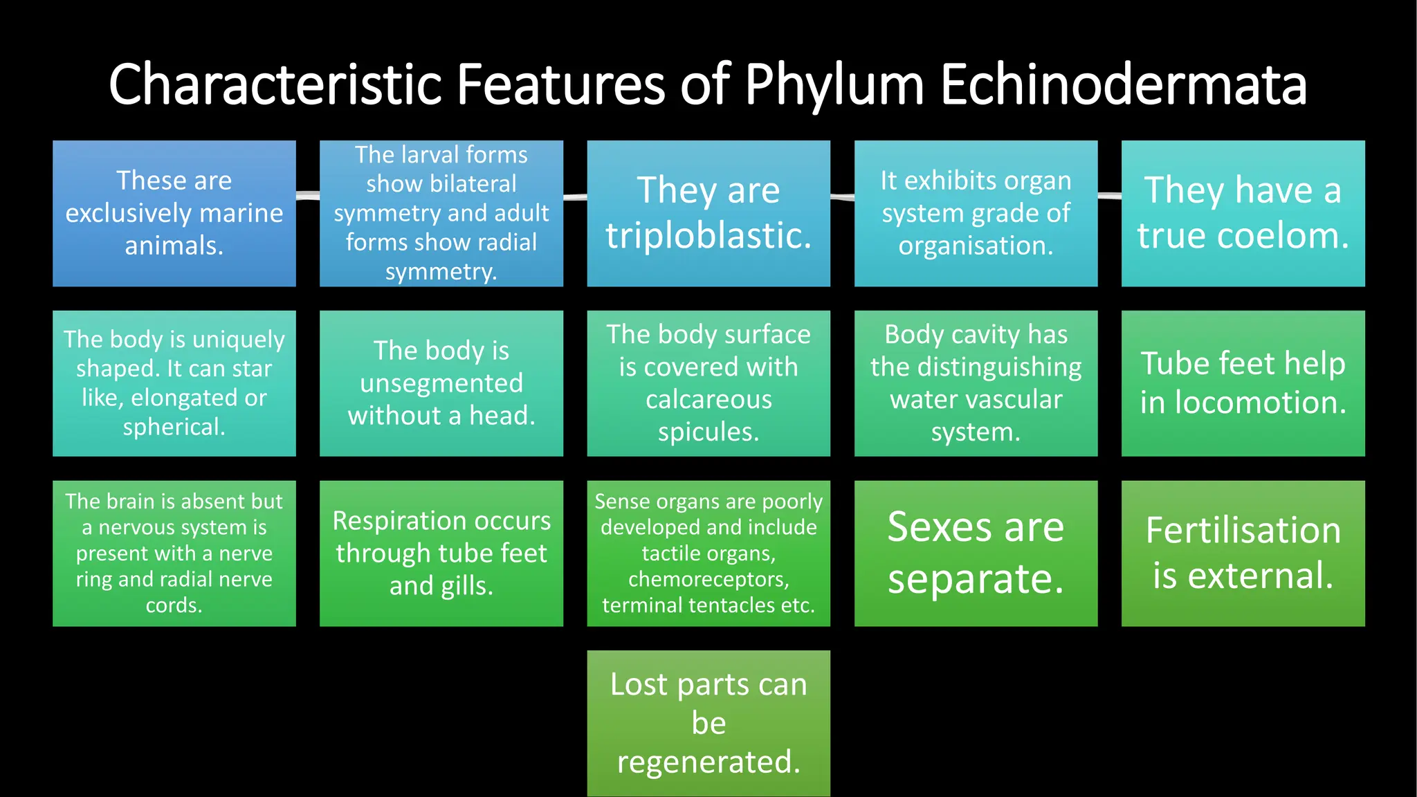 Major phylum in Animal Kingdom.pptx