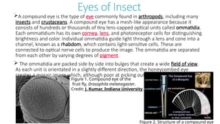 General characteristics of Phylum Annelida.pptx